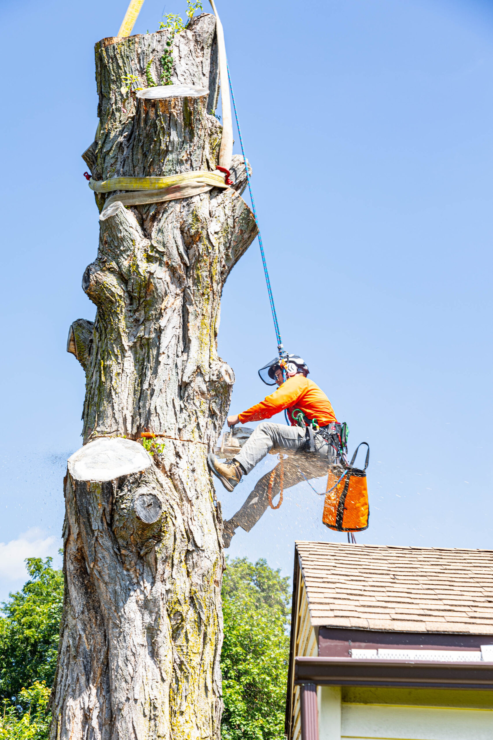Blog - Fleck Tree Services